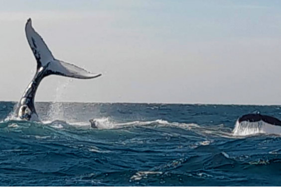 Piura y Tumbes | Ofertas de viaje | Paquetes turísticos | Y tú que planes?