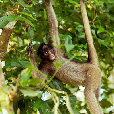 Carnaval Amazónico: 3 datos para conocer esta tradición amazónica | Y ...
