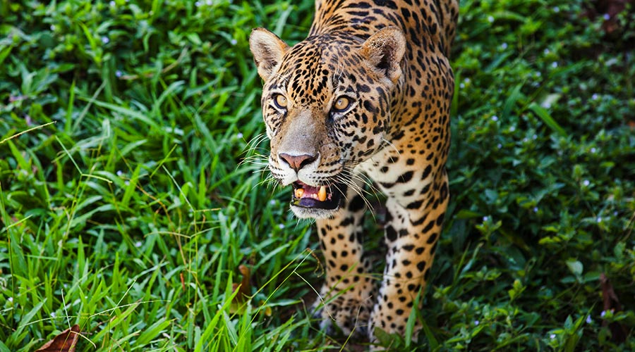 Día Internacional del Jaguar: 5 datos sobre este grandioso animal en ...