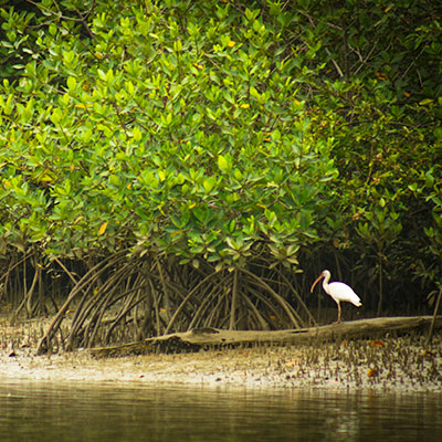 Explora los Bosques Secos de Tumbes y siente lo que es conectar con la ...
