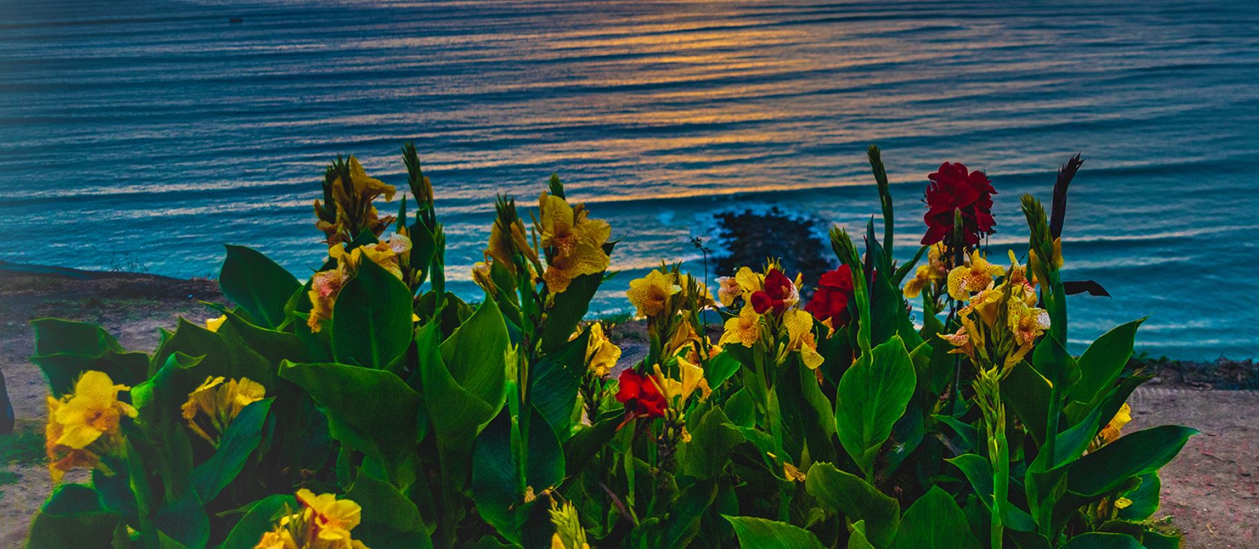 Flores del Perú: seis variedades que debes conocer | Y tú qué planes?