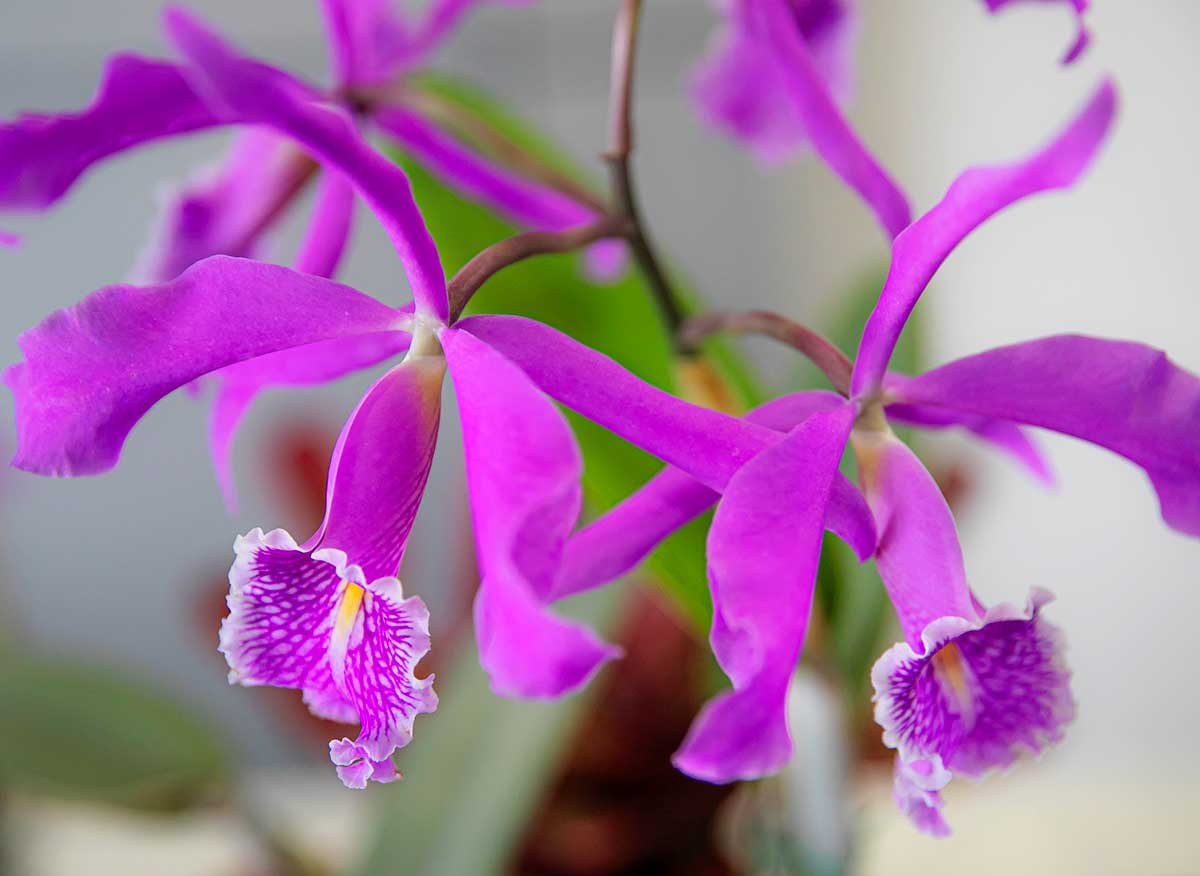 ¿Por qué Moyobamba es conocida como la ‘Ciudad de las Orquídeas ...