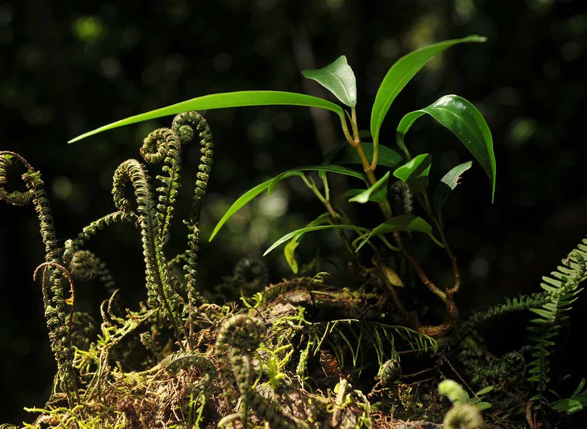 8 regiones de la selva peruana que te harán amar la naturaleza | Y tú ...