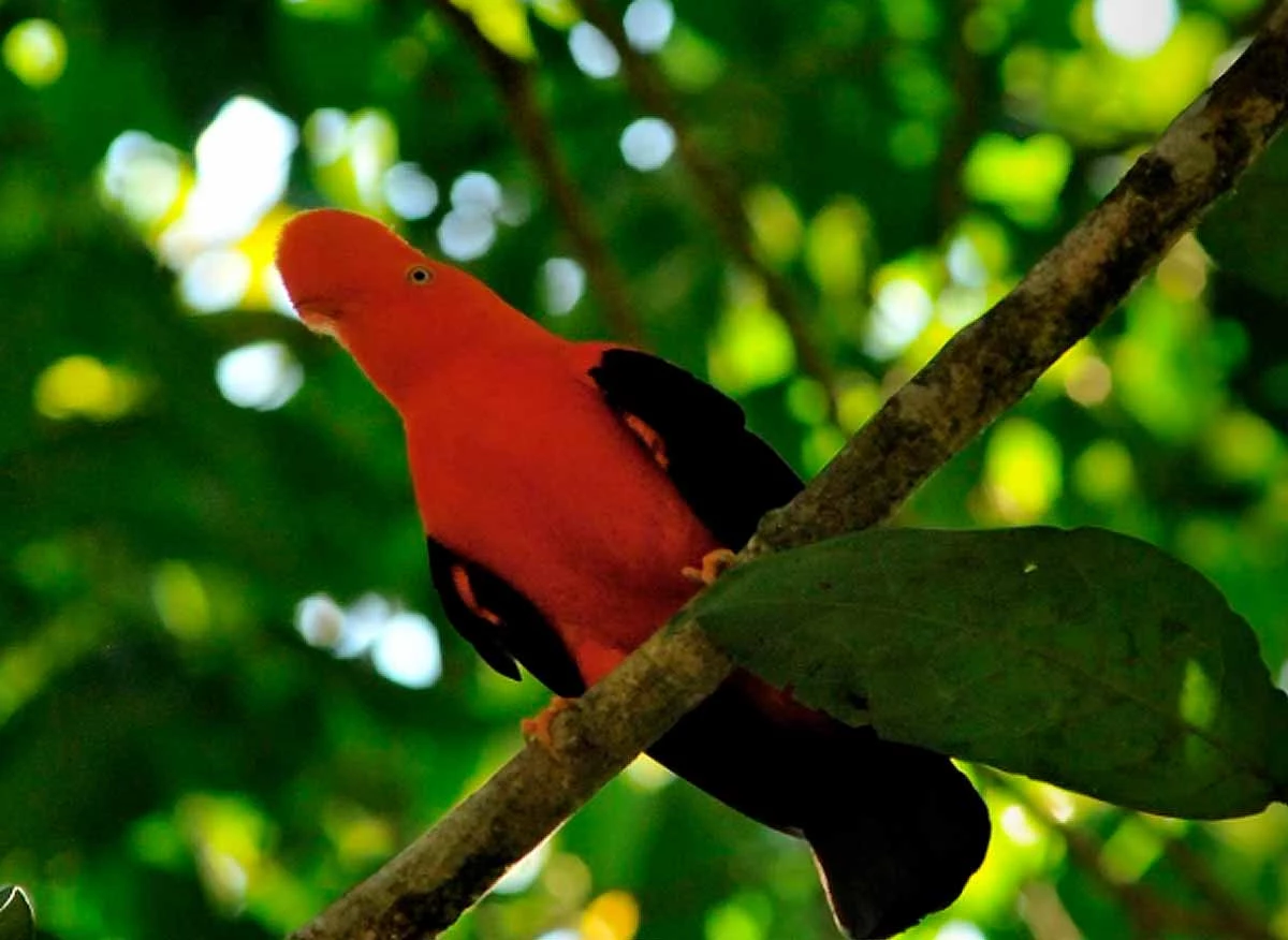8 regiones de la selva peruana que te harán amar la naturaleza | Y tú ...