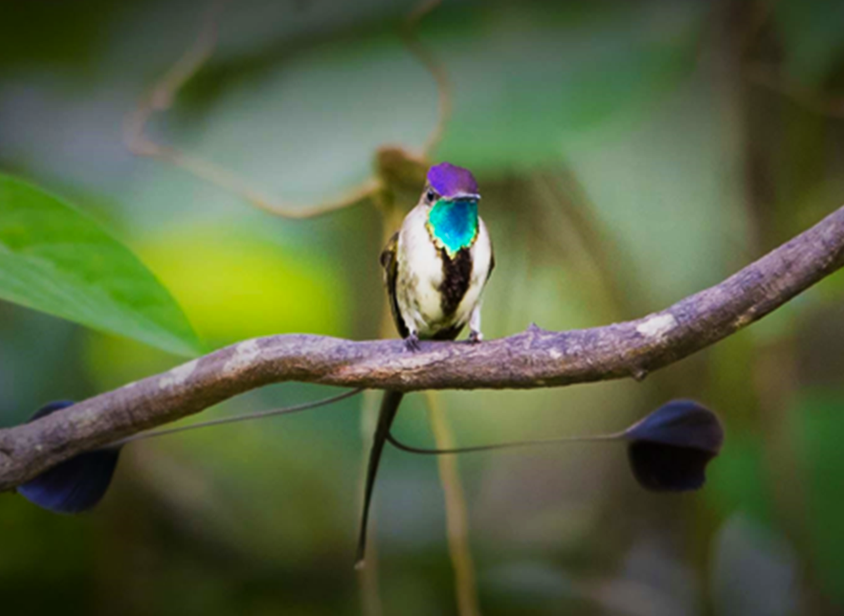 Tres increíbles rutas para realizar avistamiento de aves, aves, | Y tú qué planes?