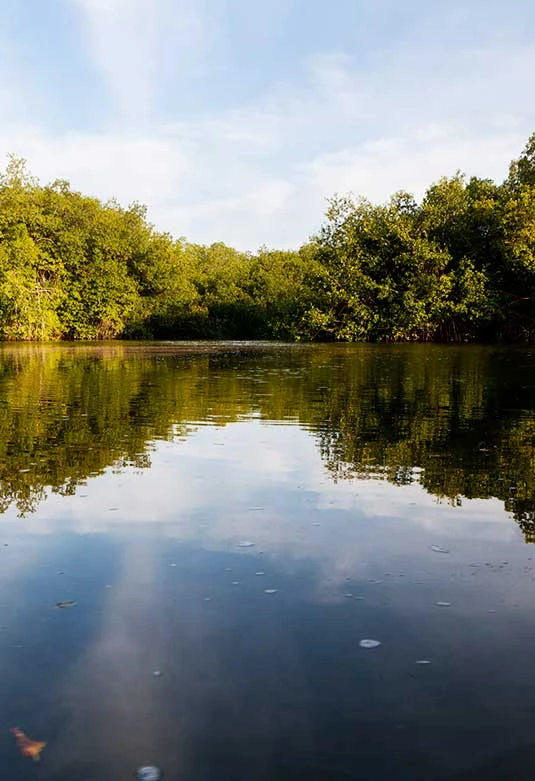 Santuario Nacional de los Manglares de Tumbes | Lugares turísticos ...