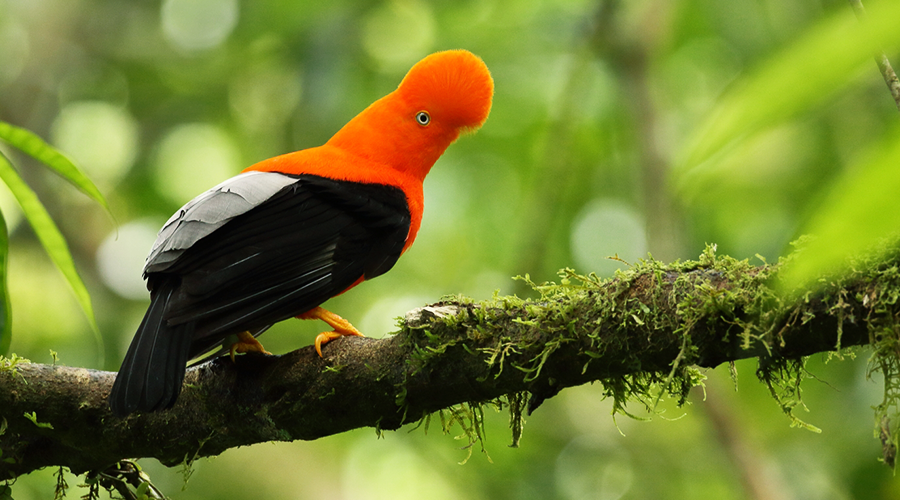Tres increíbles rutas para realizar avistamiento de aves, aves, | Y tú ...