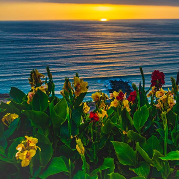 Flores del Perú: seis variedades que debes conocer | Y tú qué planes?