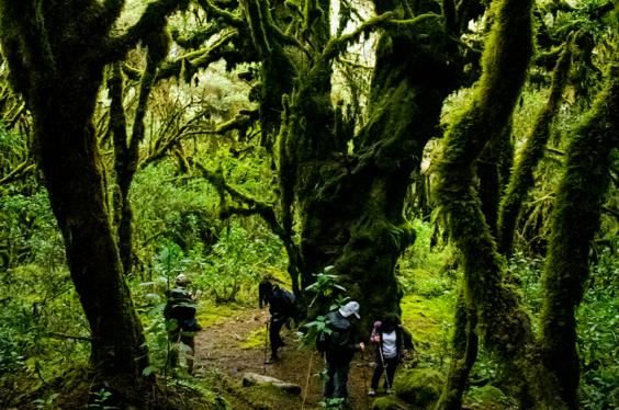 Santuario Nacional de Ampay - Abancay | Ofertas de viaje | Paquetes ...