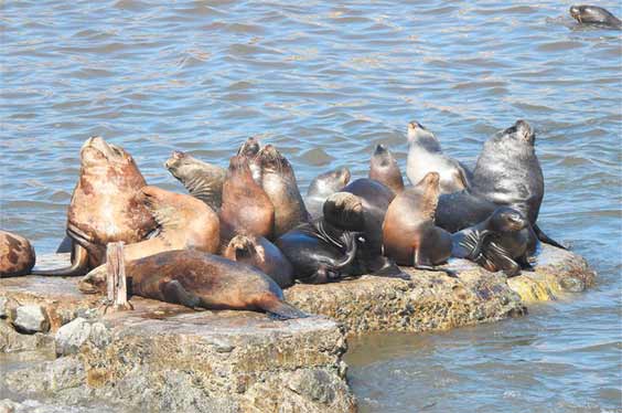 Punta Coles: reserva de vida | Ofertas de viaje | Paquetes turísticos ...