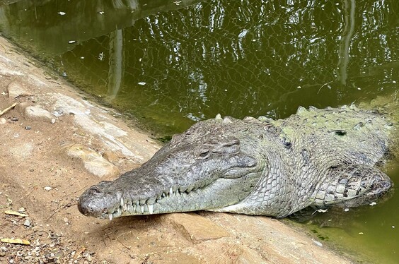 Santuario Nacional Manglares de Tumbes | Ofertas de viaje | Paquetes ...