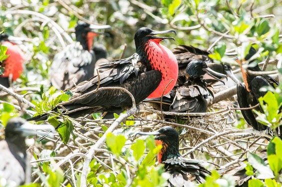 Santuario Nacional Manglares de Tumbes | Ofertas de viaje | Paquetes ...