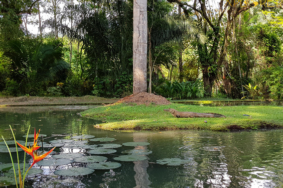 Selva Central destino de ensueño | Ofertas de viaje | Paquetes ...