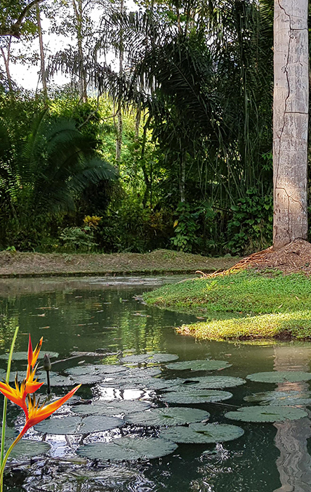 Selva Central destino de ensueño | Ofertas de viaje | Paquetes ...